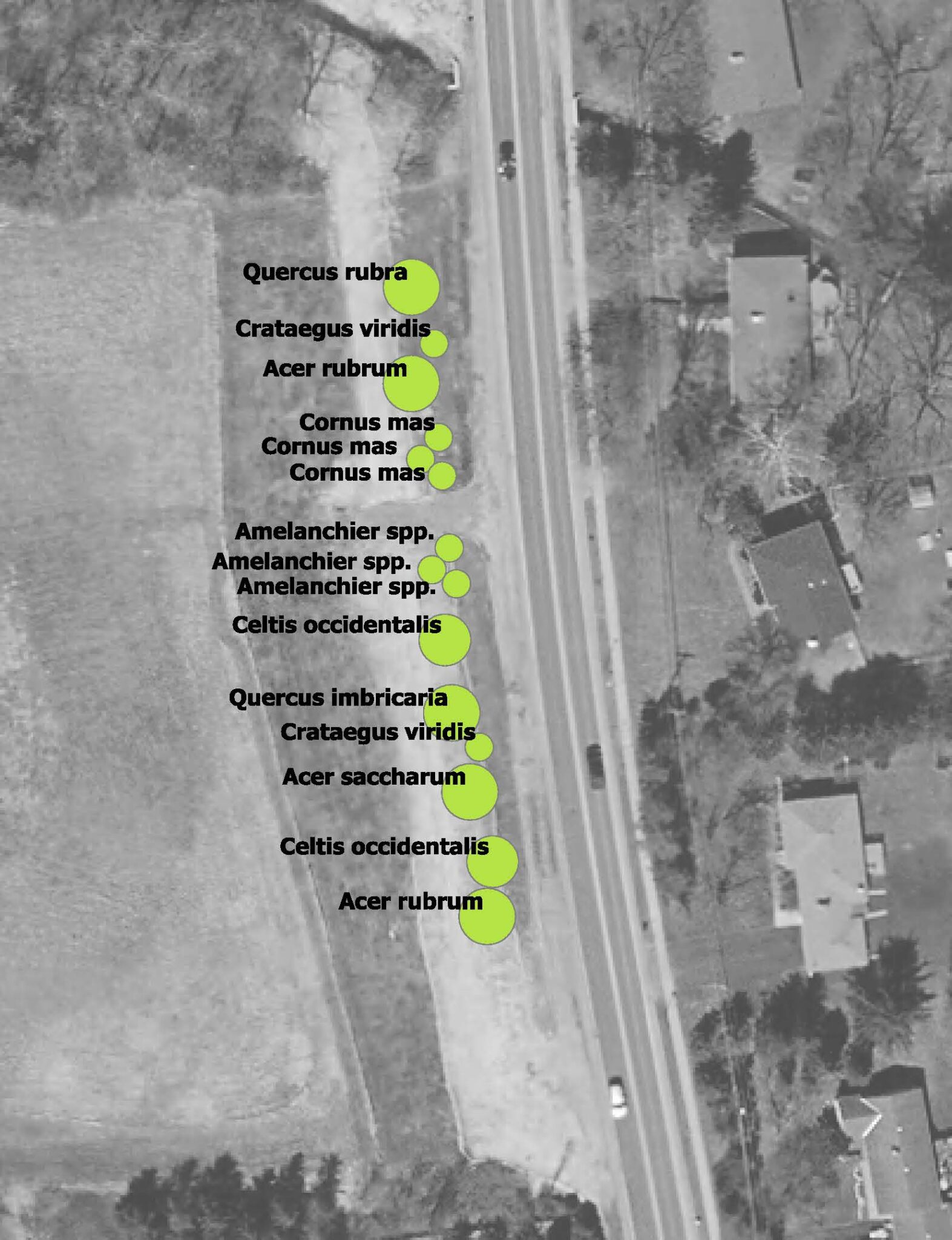 New Trees At Kendal - Village Of Cayuga Heights